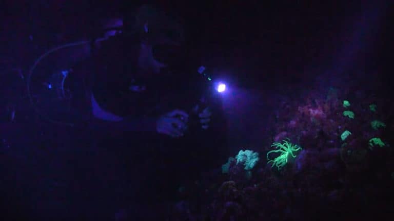 How to Get Started with Fluorescent (UV) Night Diving - OpenWaterHQ