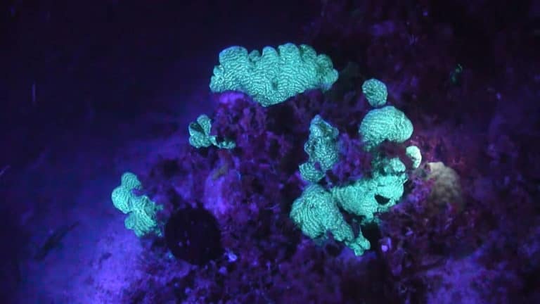 How to Get Started with Fluorescent (UV) Night Diving - OpenWaterHQ