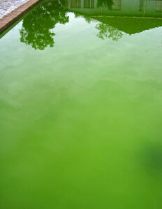 Is It Safe to Swim in Green Pool Water? - OpenWaterHQ