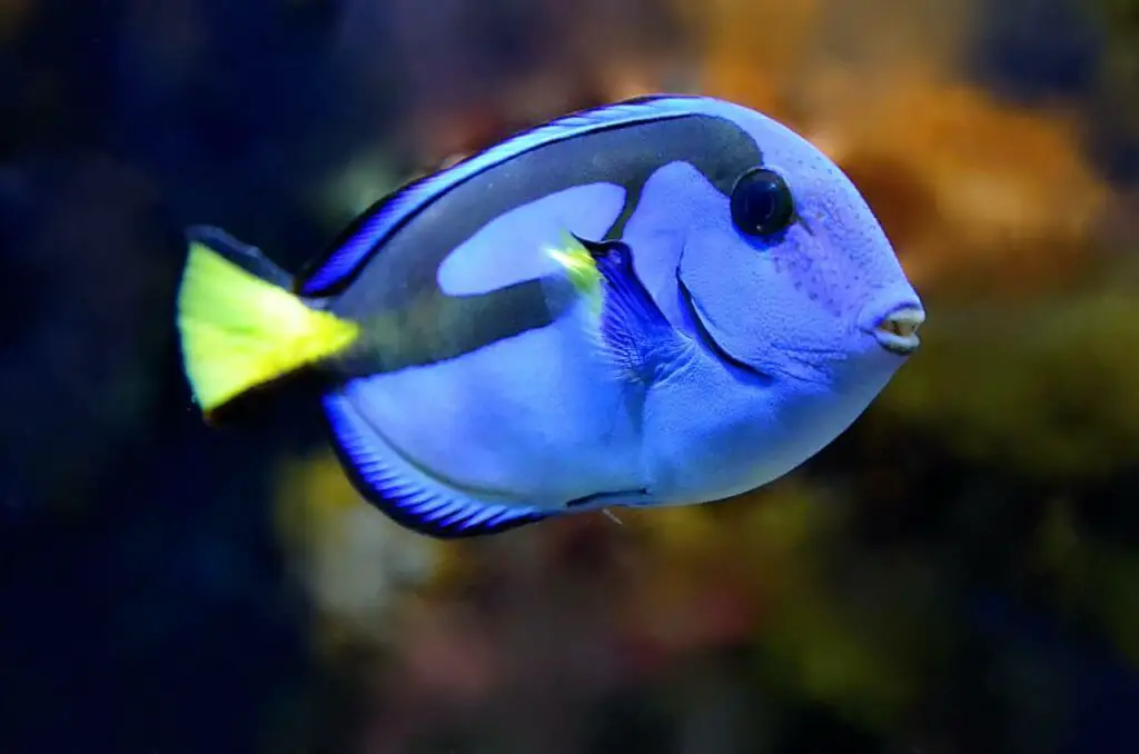 What Did Dory Mean By "Just Keep Swimming?" - OpenWaterHQ