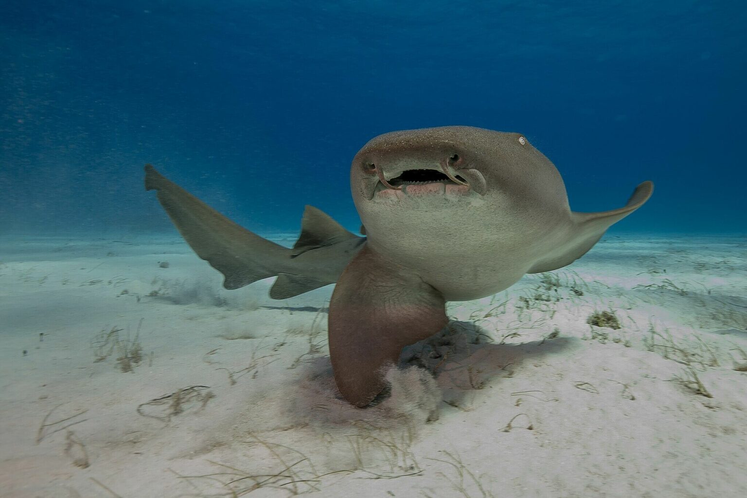 Can You Swim with Nurse Sharks? - OpenWaterHQ